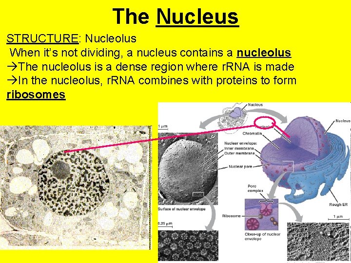 Ch 6 3 6 4 The Organelles of