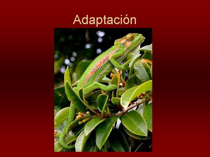 Caractersticas de los seres vivos Ser vivo es