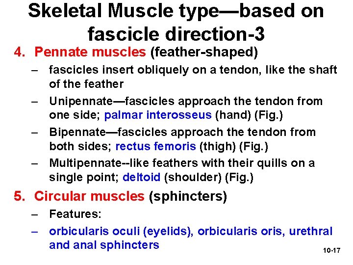 Chapter 10The Muscular System 10 1 Ch 10