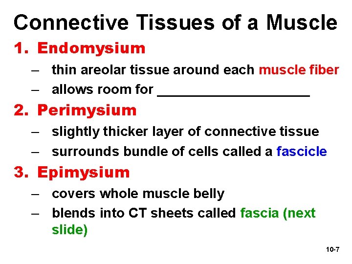 Chapter 10The Muscular System 10 1 Ch 10
