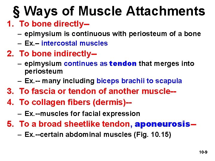 Chapter 10The Muscular System 10 1 Ch 10