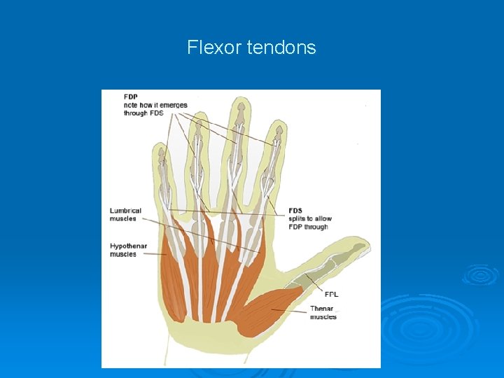 Hand Assessment and Common Injuries Objectives Understand how