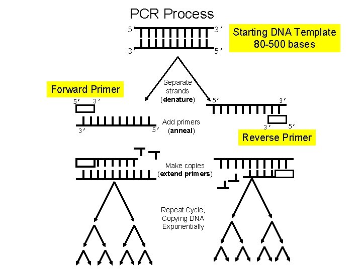 Chapter 7 DNA Amplification Fundamentals of Forensic DNA