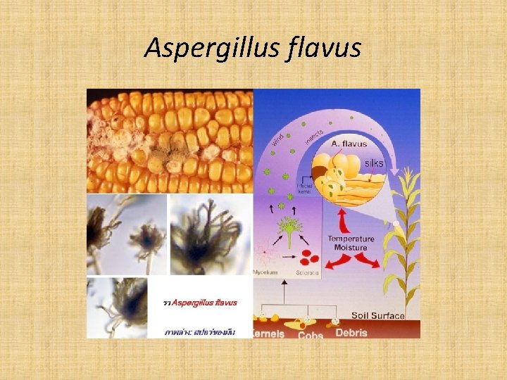Aspergillus flavus Embryo lipids attract A flavus Mature