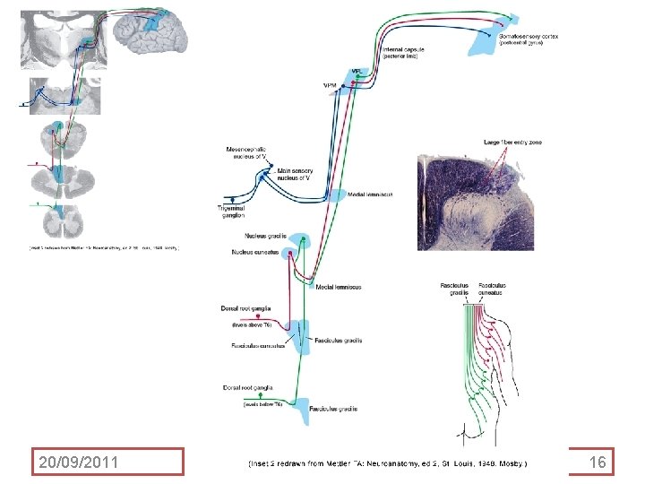 C 10 y 11 NERVIOS CRANEALES COLUMNAS SENSORIALES