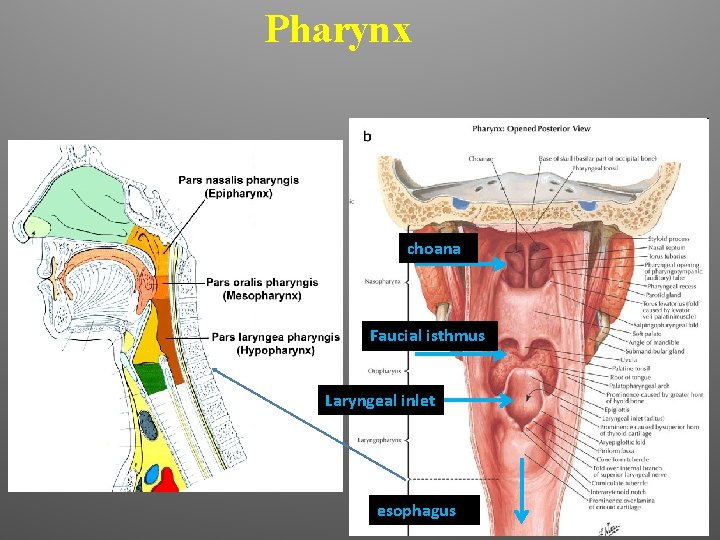 The pharynx and parapharyngeal spaces Viktria Vereczki M