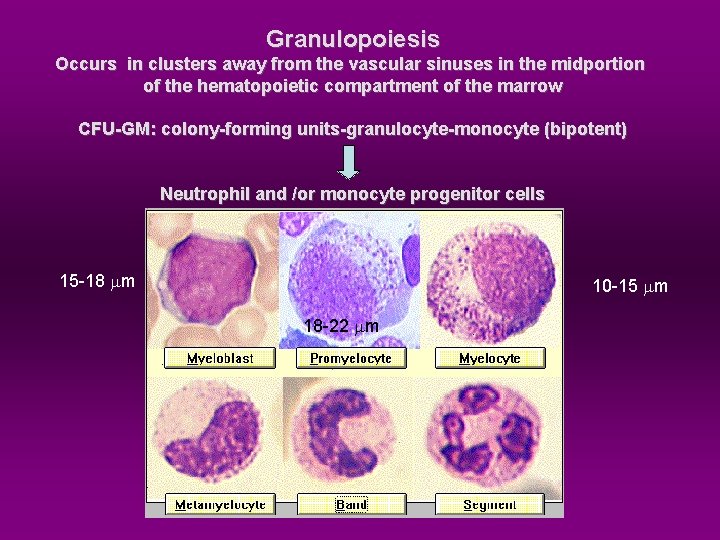 HISTOLOGY 1 8 HEMATOPOIESIS I Prenatal Blood cell