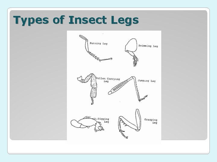 Lesson 2 Insect Anatomy Unit Entomology Ms Gutierrez