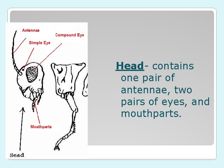 Lesson 2 Insect Anatomy Unit Entomology Ms Gutierrez