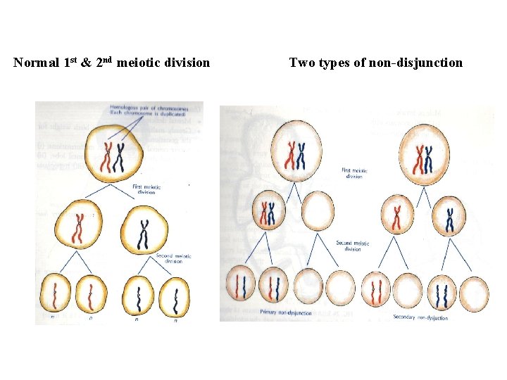 28 10 2014 Chromosomal Anomalies Dr Archana Rani