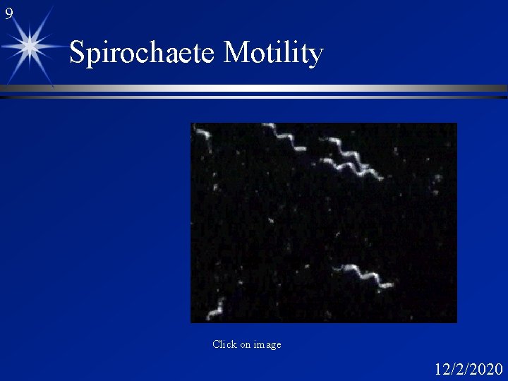 1 Spirochaetes 1222020 2 Presentation Outline Morphology Organisms