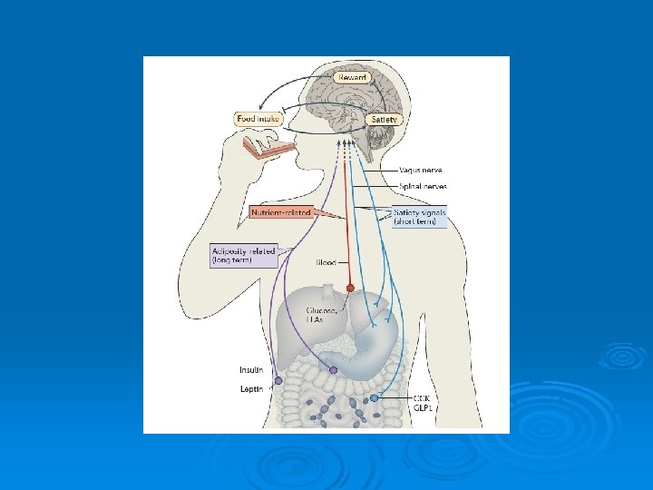 Neurobiology of Appetite Mechanisms Regulating Food Intake Energy
