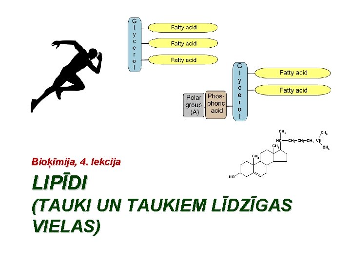 Biomija 4 lekcija LIPDI TAUKI UN TAUKIEM LDZGAS