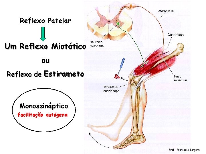ORGANIZAO BSICA DO SISTEMA MOTOR ESTRUTURAS EFETORAS ORDENADORAS