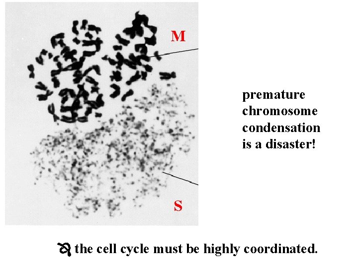 Lecture 8 Getting into and out of mitosis