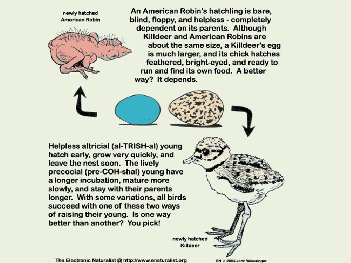 Plumage Studies Roxie Laybourn Smithsonian Institution Feather ...
