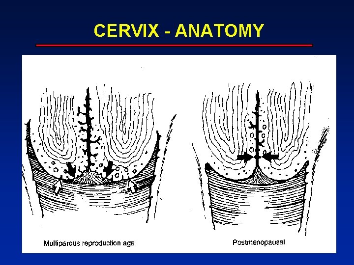 SCABIES LICE AND HPV Michael E Hagensee M