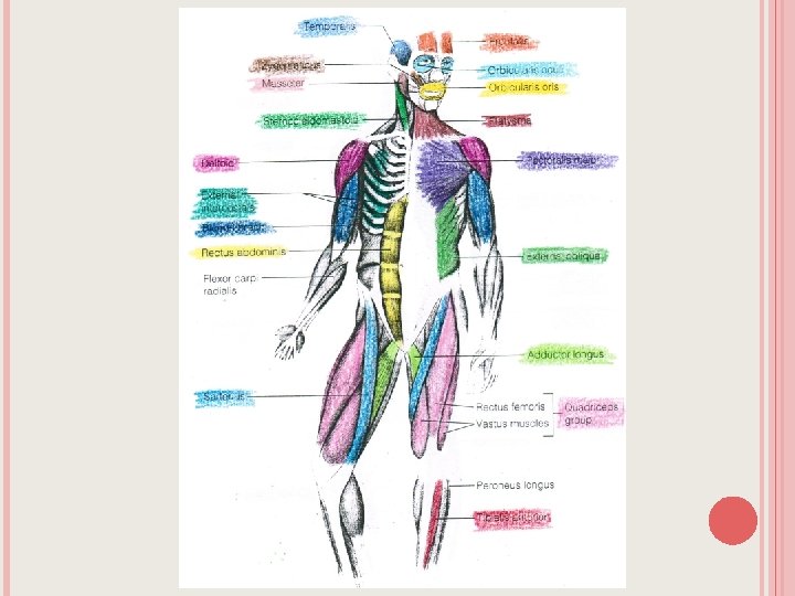 CHAPTER 6 THE MUSCULAR SYSTEM MUSCLE VOCABULARY Bi