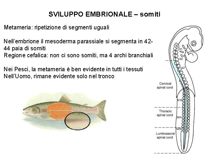 ANATOMIA UMANA Universit di Pavia Cd L in