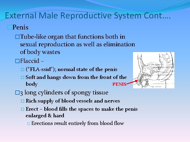 HUMAN SEXUALITY The Male Reproductive System Male Reproductive