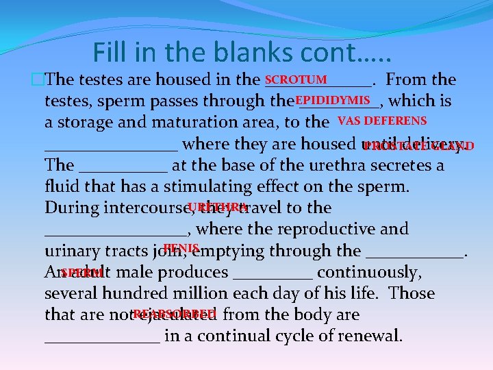 HUMAN SEXUALITY The Male Reproductive System Male Reproductive