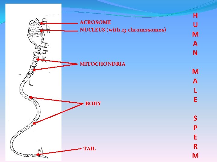 HUMAN SEXUALITY The Male Reproductive System Male Reproductive