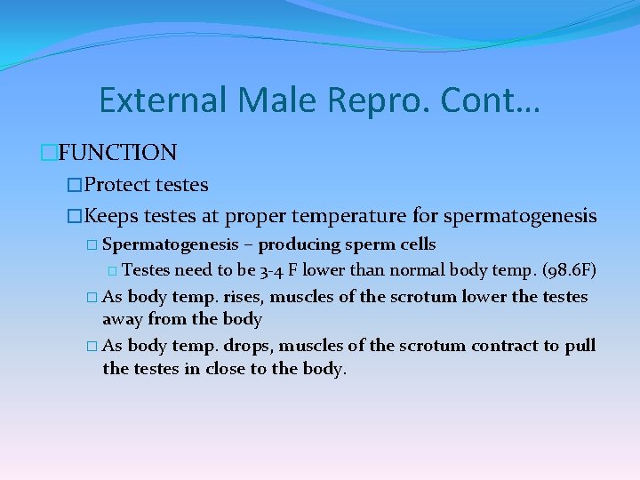HUMAN SEXUALITY The Male Reproductive System Male Reproductive