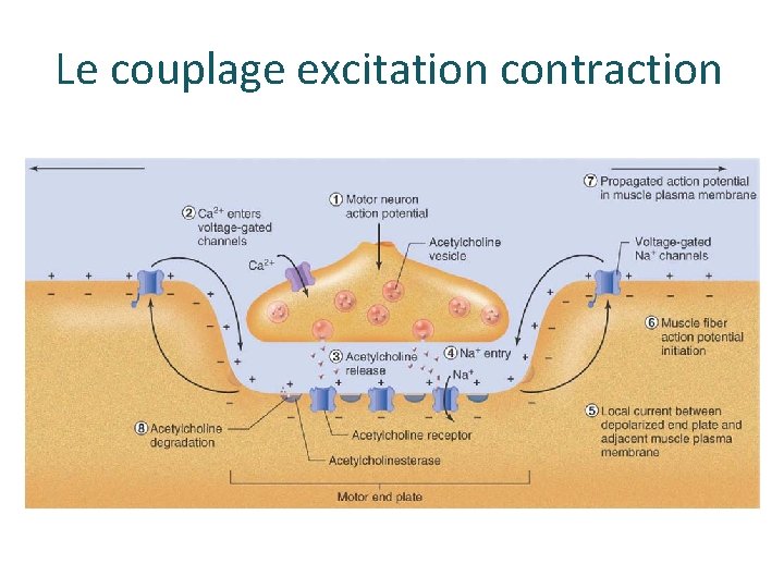 Mcanismes molculaires de la contraction musculaire Au repos