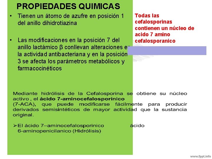 En 1948 Brotzu aisl al microorganismo hongo Cephalosporium