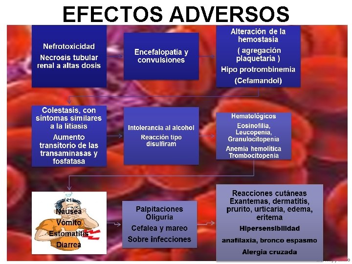 En 1948 Brotzu aisl al microorganismo hongo Cephalosporium