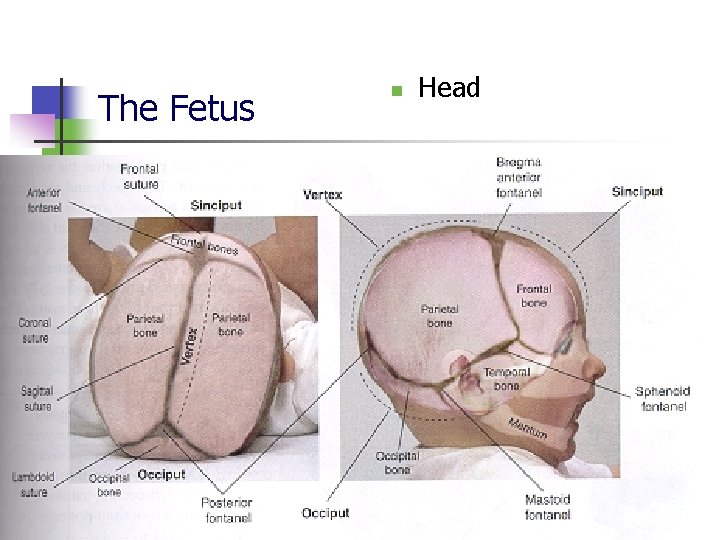 INTRAPARTUM Labor and Birth MaternalNewborn and Child Nursing