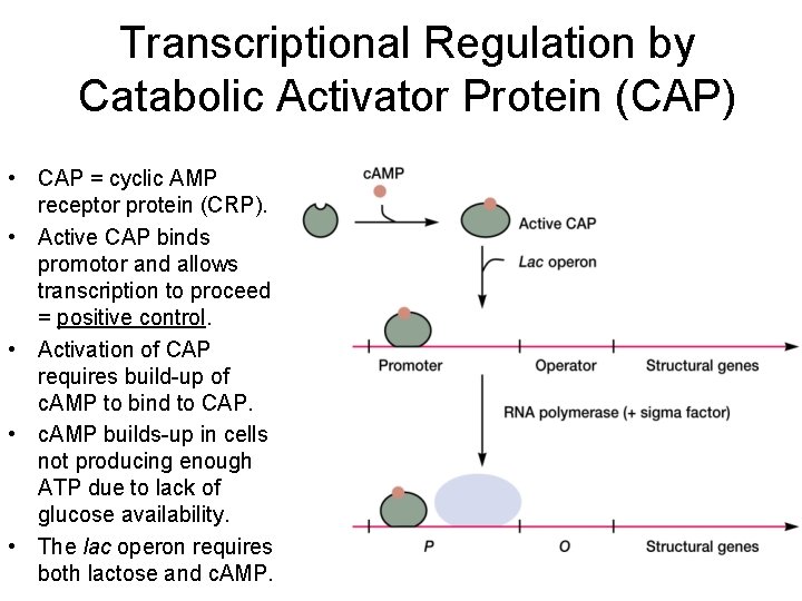 Regulation of Gene Expression Chromosomal Map begins at
