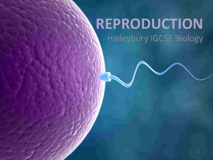 REPRODUCTION Haileybury IGCSE Biology Somatic Cells Most of