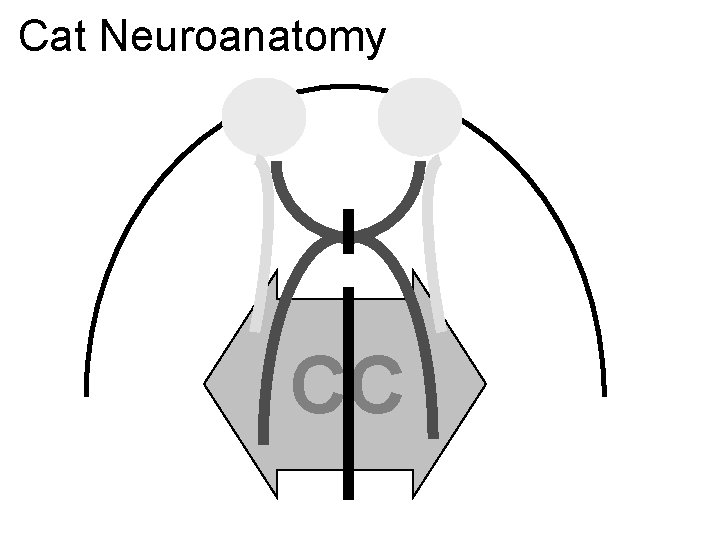 Language Consciousness Lecture 27 Lateralization of Function Hemispheres
