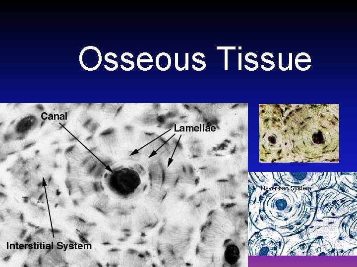 Tissues of the Body Key Terms Histology the