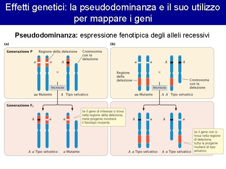 Le mutazioni cromosomiche Classificazione delle mutazioni cromosomiche La
