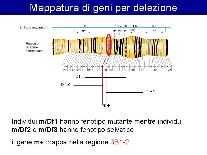 Le mutazioni cromosomiche Classificazione delle mutazioni cromosomiche La