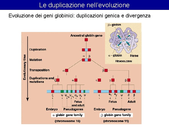Le mutazioni cromosomiche Classificazione delle mutazioni cromosomiche La