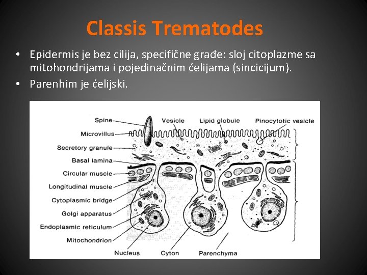 Phylum Platyhelminthes Phylum Platyhelminthes Pljosnati parenhimatini ...