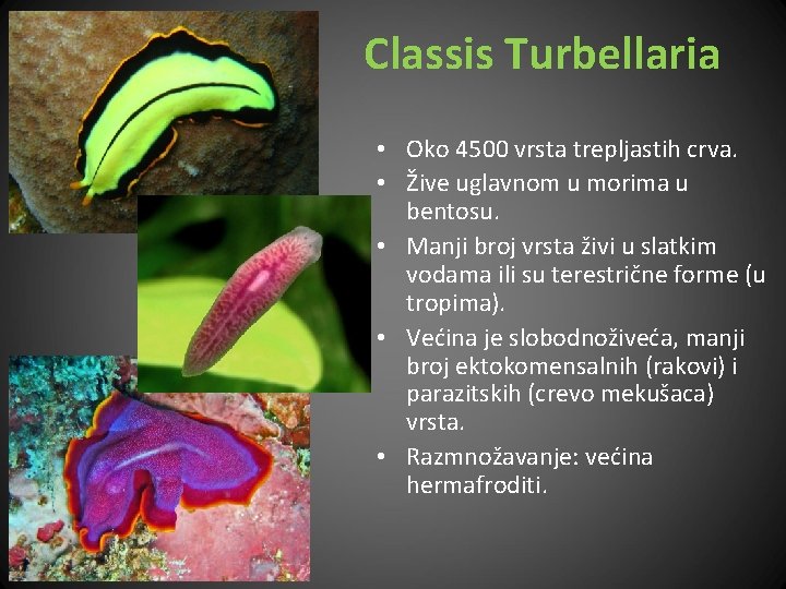 Phylum Platyhelminthes Phylum Platyhelminthes Pljosnati parenhimatini ...