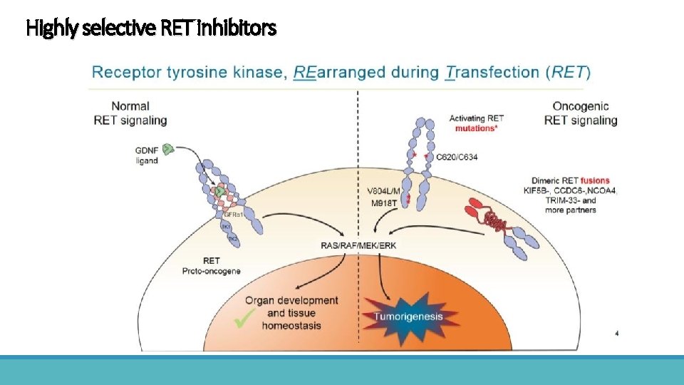 Dianas teraputicas emergentes Nuevos inhibidores de tirosina kinasa