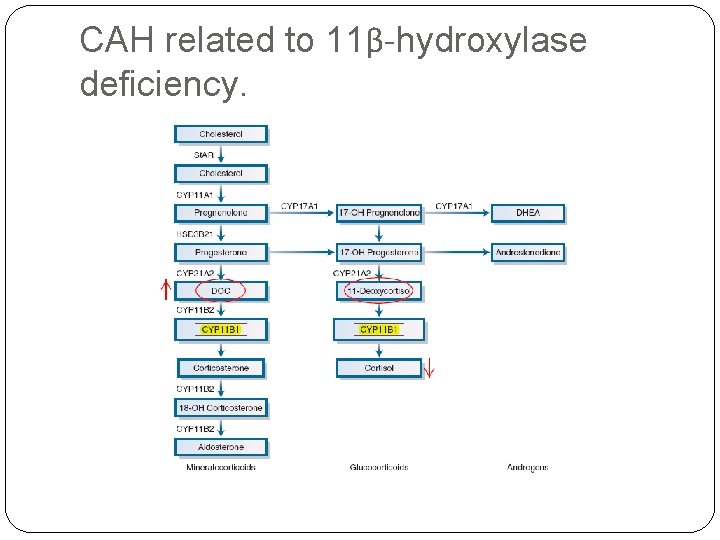 Approach to a patient with 46 xx DSD