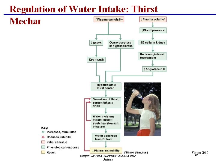 Fluid Electrolyte and AcidBase Balance Chapter 26 Fluid