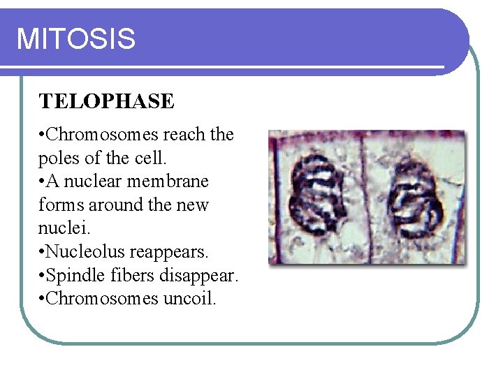 Unit 3 D Mitosis The Basic Unit of