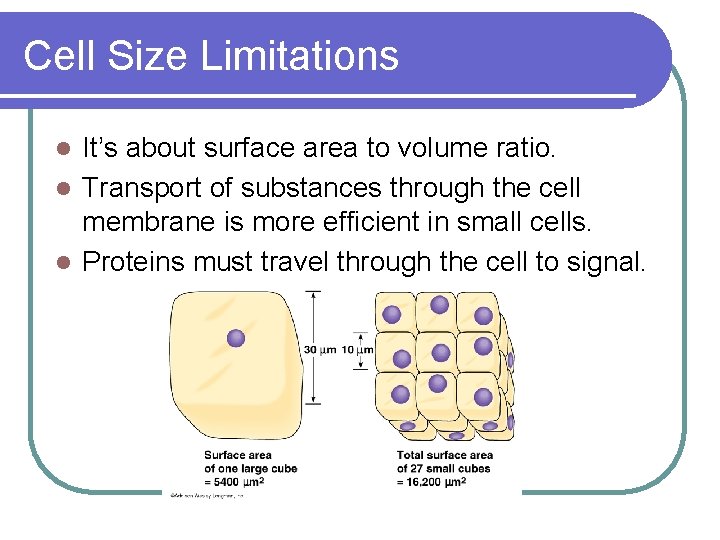 Unit 3 D Mitosis The Basic Unit of