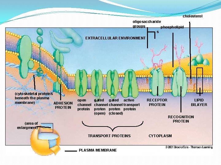 Cell Junctions structure role presented by Suman Thota
