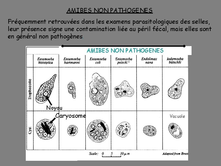 COURS DE PARASITOLOGIE DUT ABB 6 Les Filaires