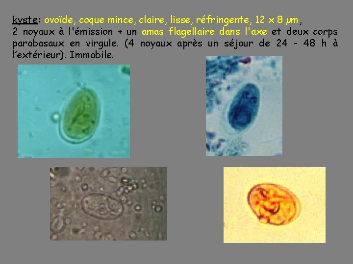 COURS DE PARASITOLOGIE DUT ABB 6 Les Filaires
