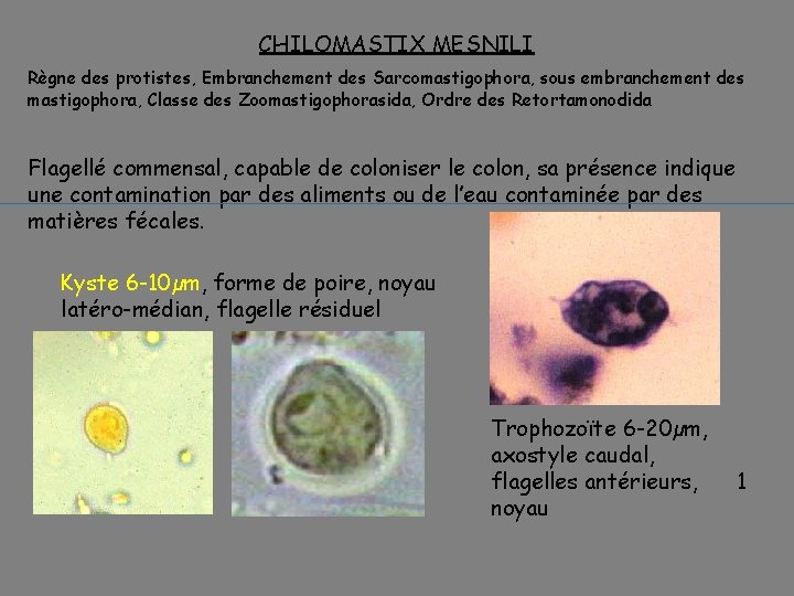COURS DE PARASITOLOGIE DUT ABB 6 Les Filaires