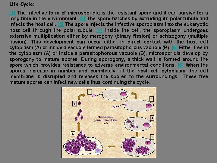 COURS DE PARASITOLOGIE DUT ABB 6 Les Filaires